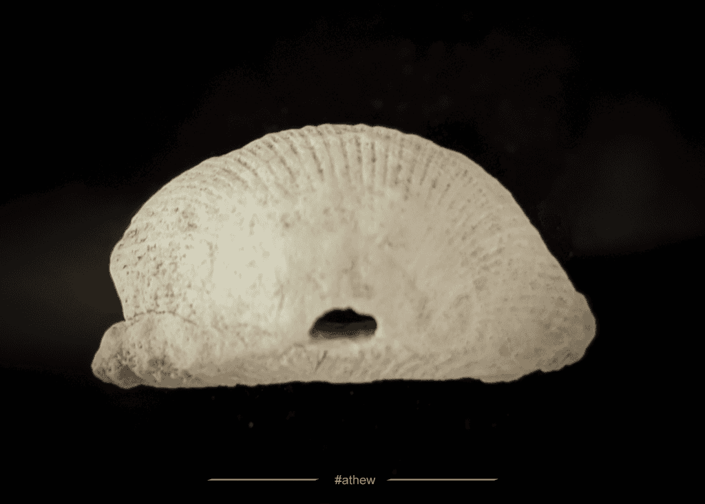 Ancient Hohokam Shell Jewelry – Arizona Jones