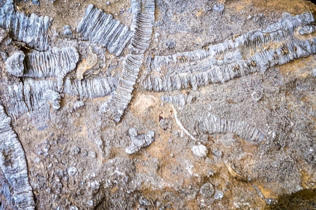 Crinoids, Ancient Marine Fossils – Arizona Jones