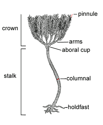 Crinoids, Ancient Marine Fossils – Arizona Jones